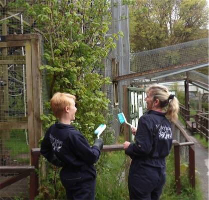 Bénévole dans un sanctuaire de primates en Angleterre